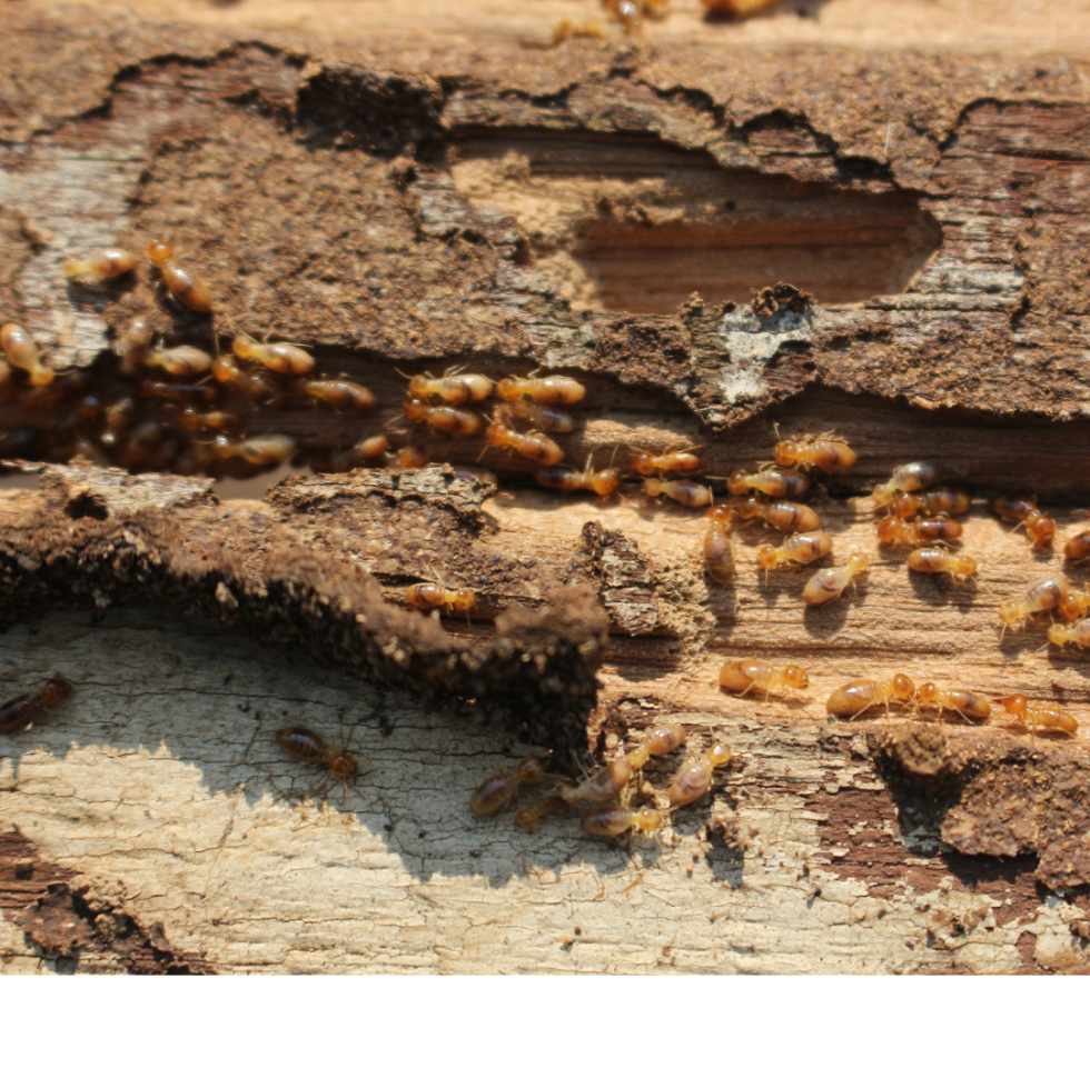 Termite Inspections | East Coast Pest Services